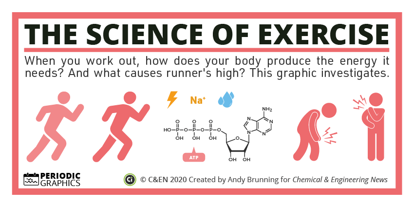 How does the body produce energy needed for exercise?
