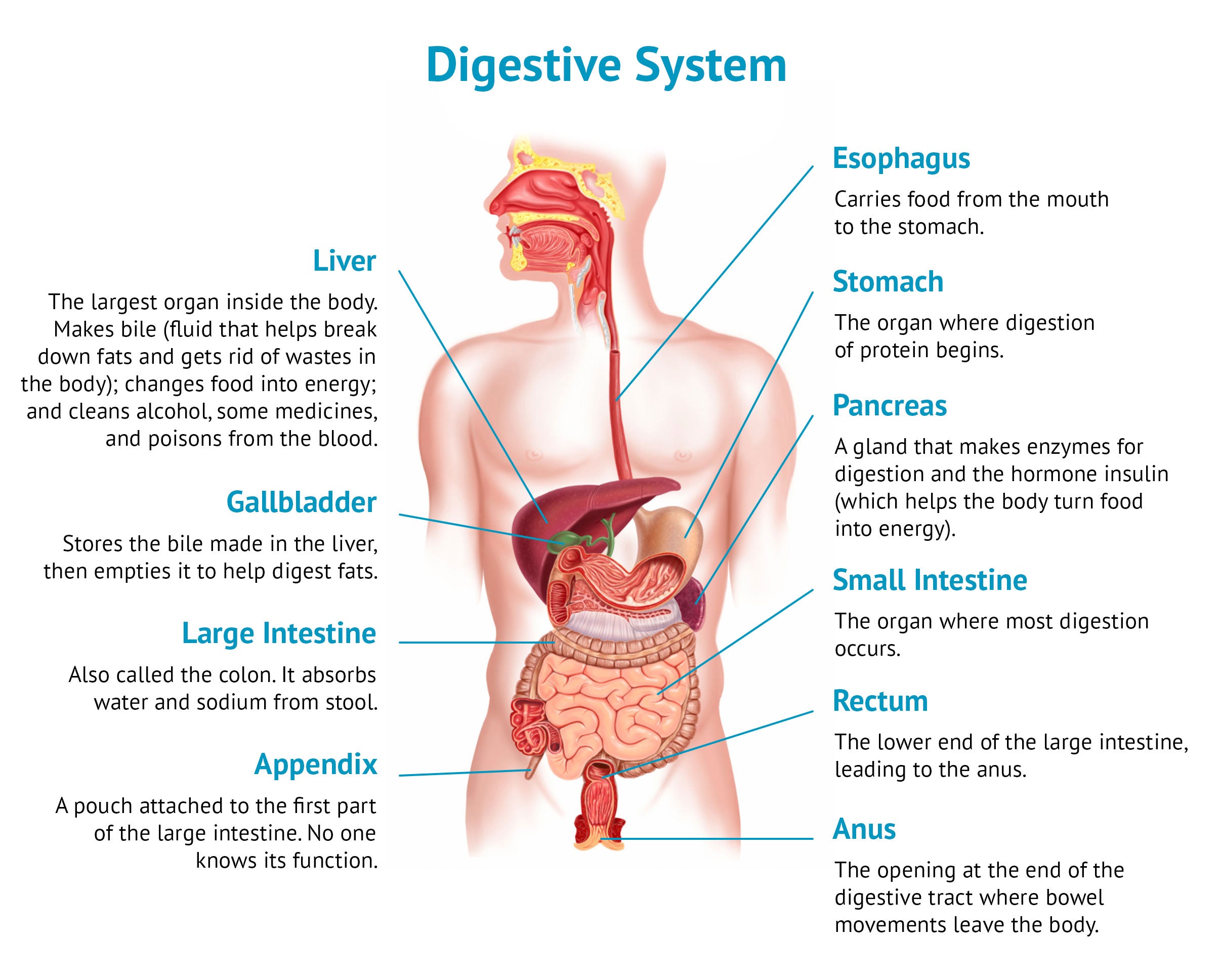 How does the digestive system help in digestion?