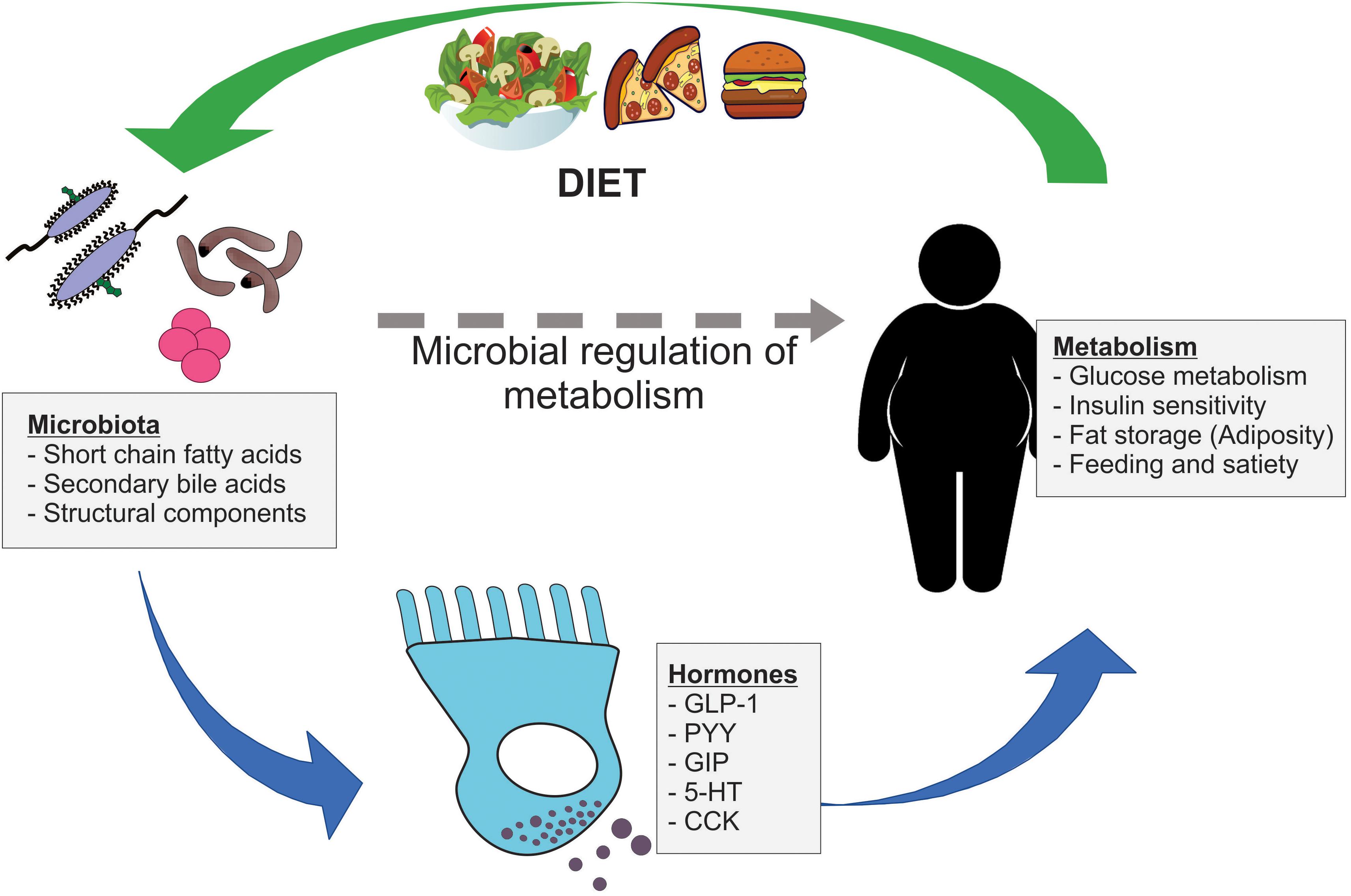 How does the gut microbiome affect the rest of the body?