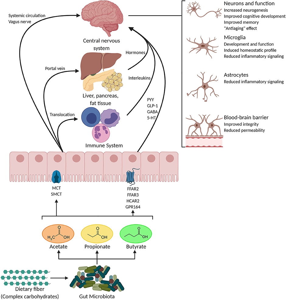 How does the gut microbiota exert its effects at systemic sites?