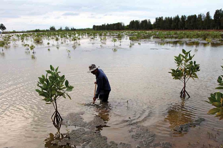 How does the shrimp aquaculture industry destroy mangrove forests?