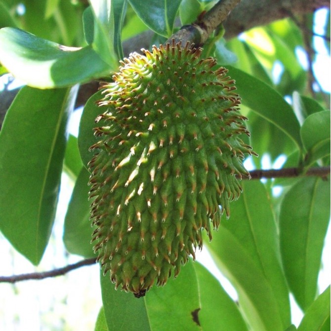 How does the soursop adapt to its environment?