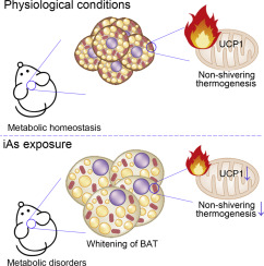 How does water drinking affect adipose tissue metabolism?