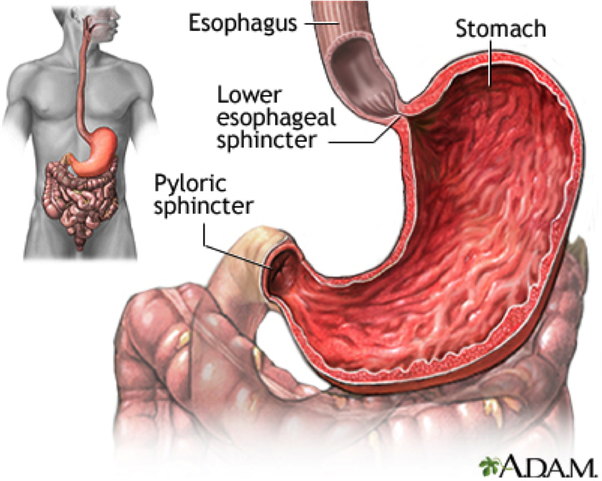 How does your body decide to fart or burp?