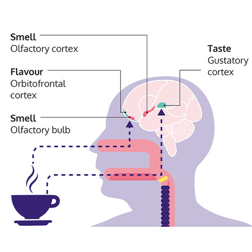 How does your sense of smell affect your taste?