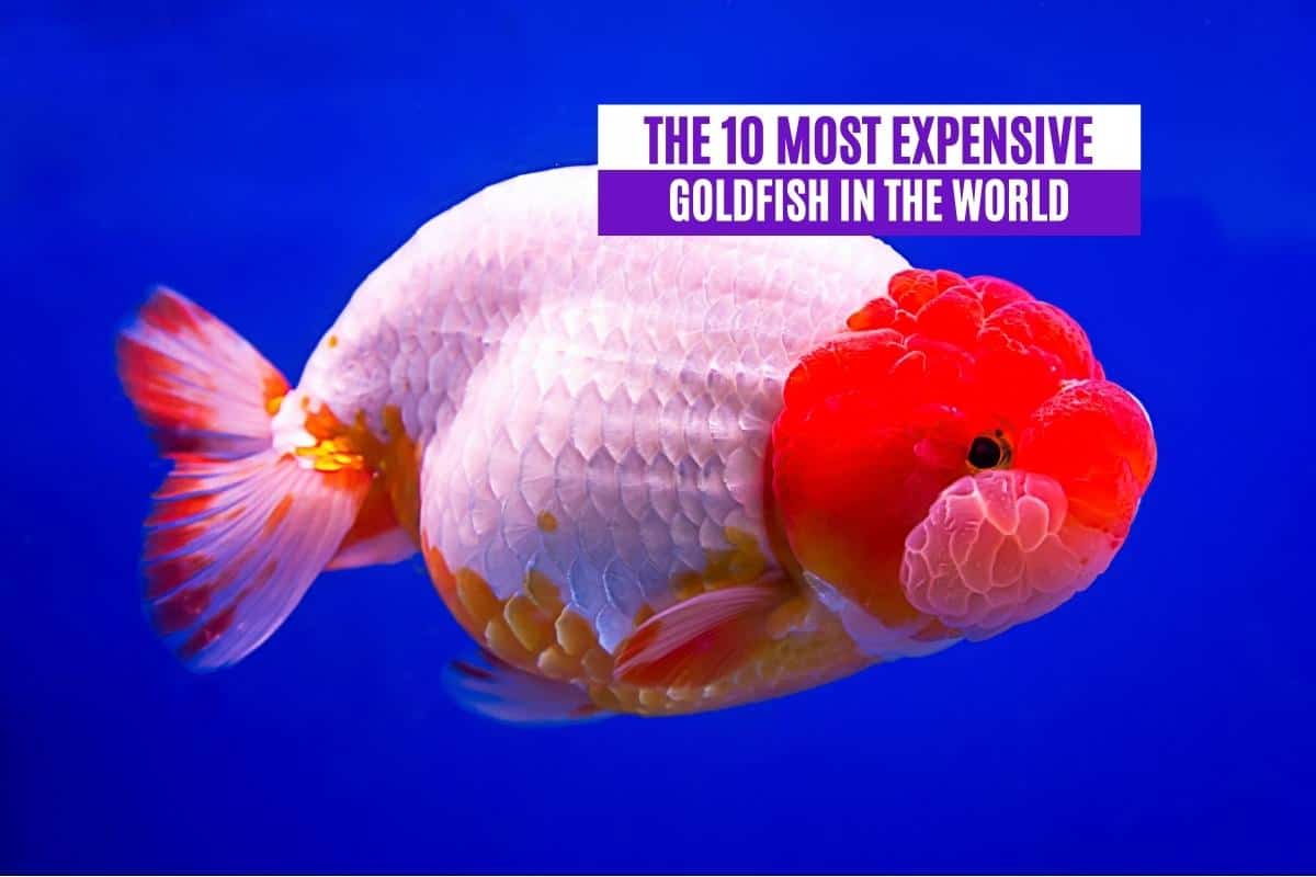 How expensive is a goldfish?