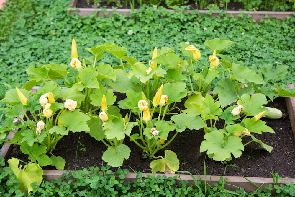 How far apart do you plant zucchini in a raised bed?