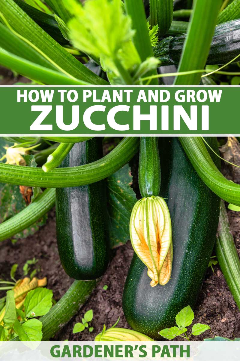 How far apart should zucchinis be planted?