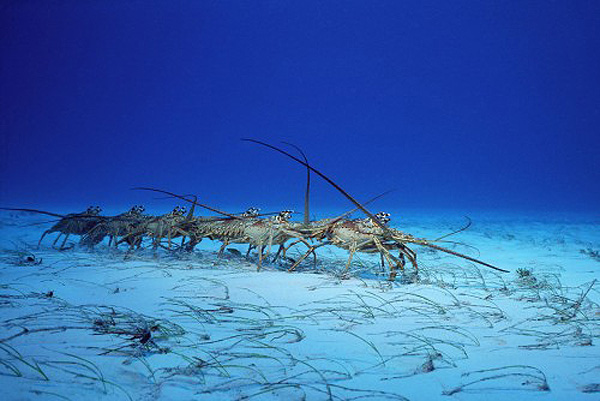 How far do spiny lobsters migrate?