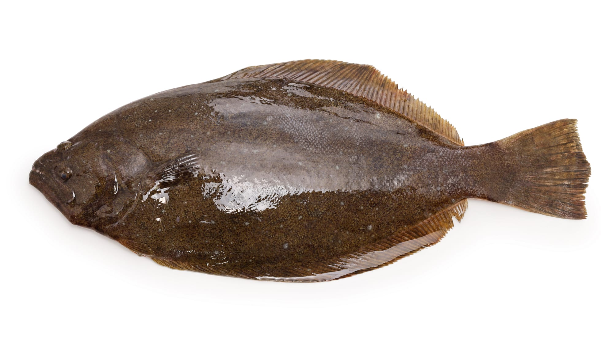 How fast can a flounder swim?