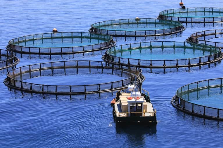 How fish are farmed?