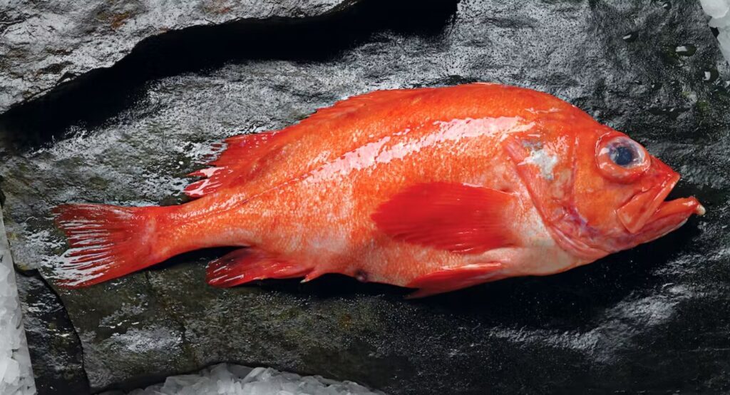 How fishy is red fish?