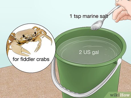How hard are crabs to take care of?