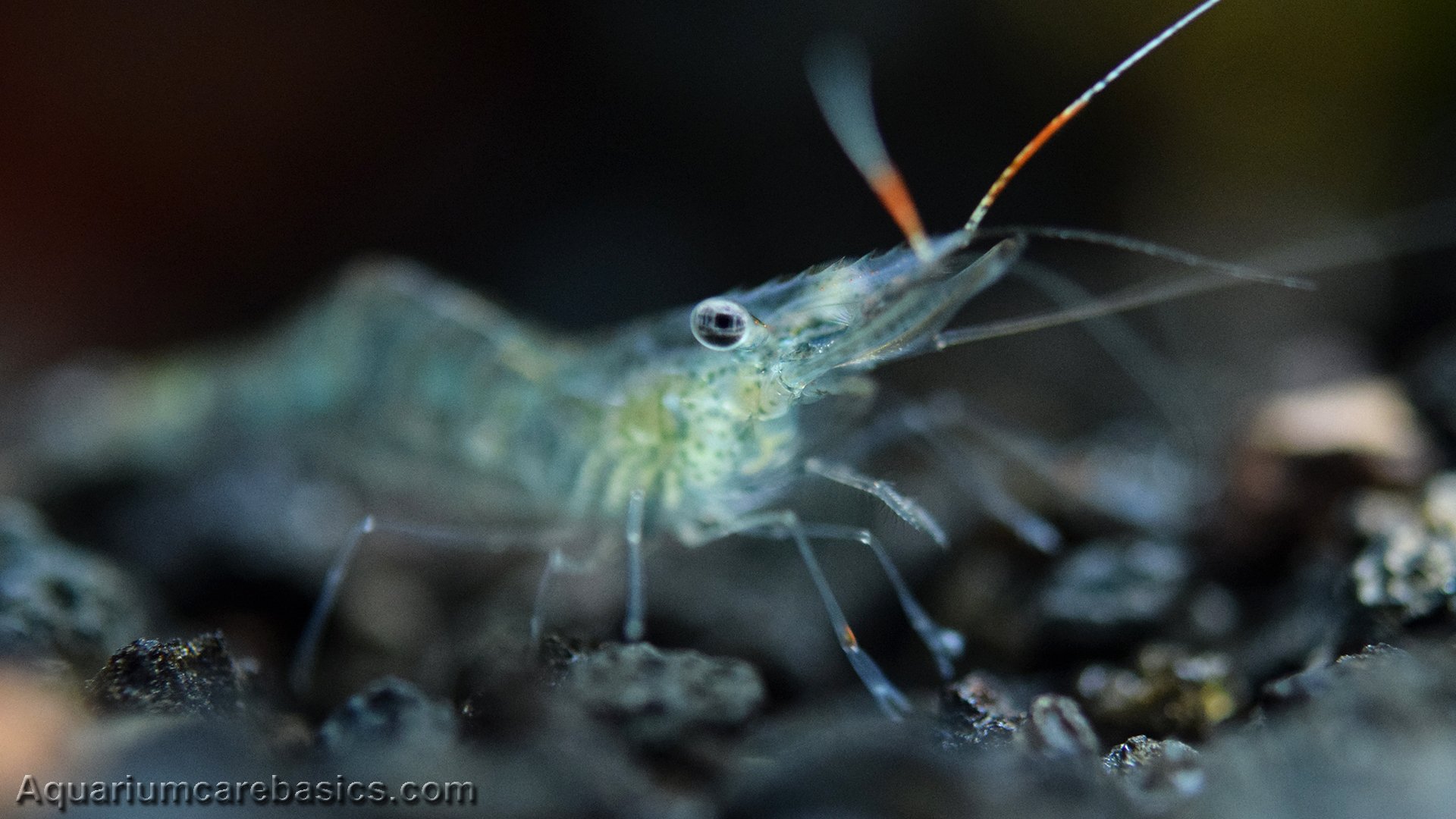 How hard is it to keep ghost shrimp?