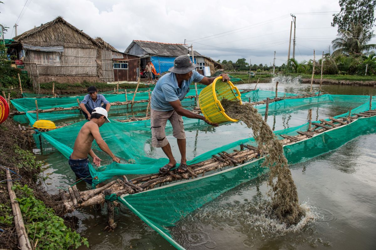 How hard is shrimp farming?