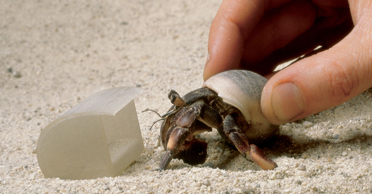 How hermit crab shells are made?