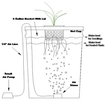 How high should the water be in a hydroponic system?