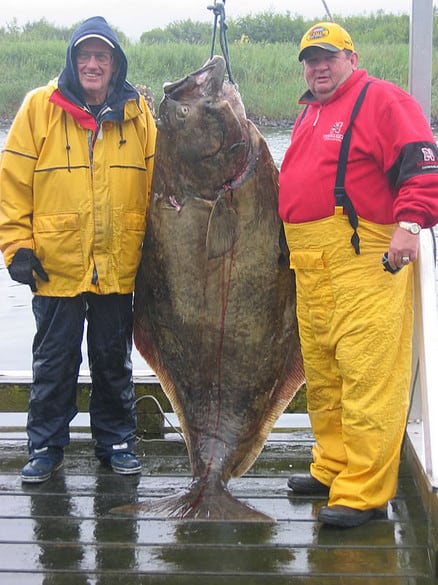 How important is gear when fishing for halibut?