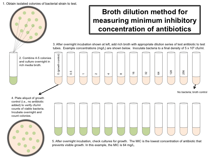 How is broth dilution test done?