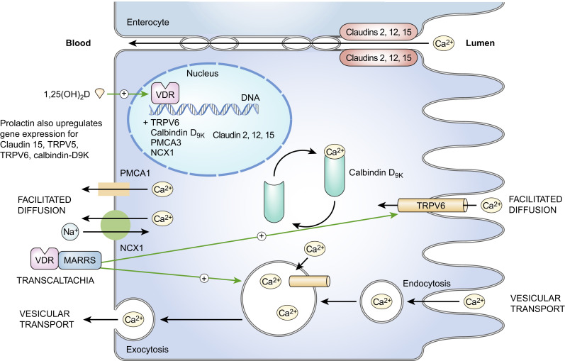 How is calcium absorbed in the body?