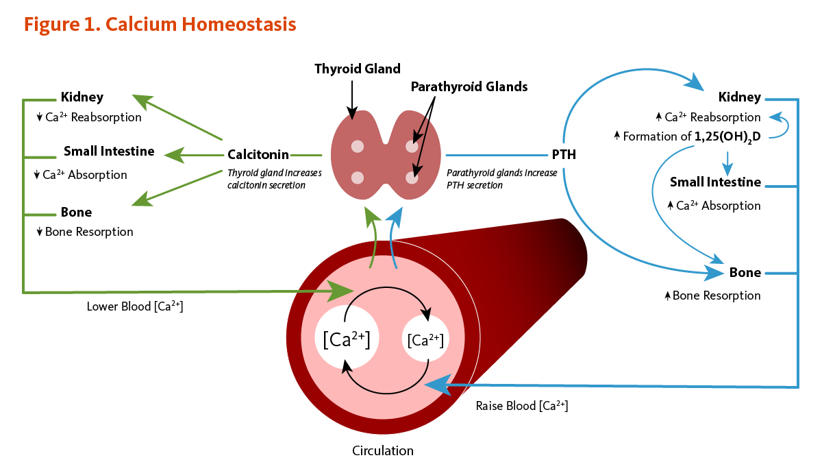 How is calcium stored in the blood?