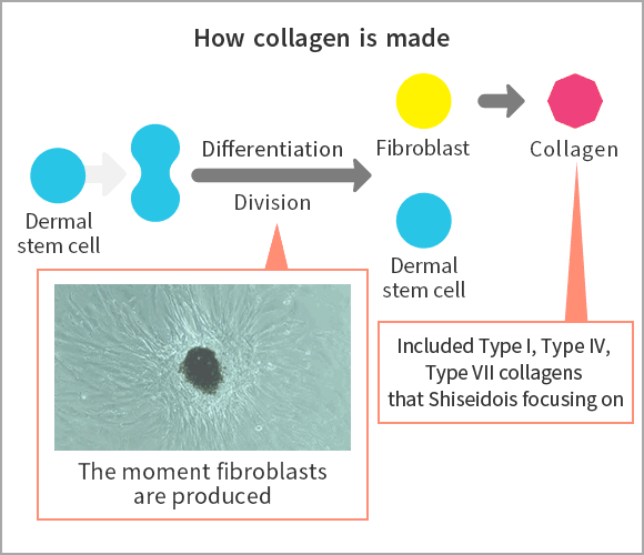 How is collagen made?