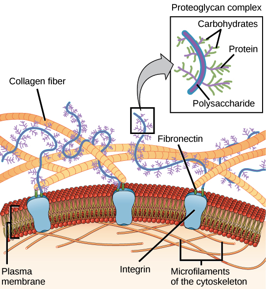 How is collagen manufactured in cells?