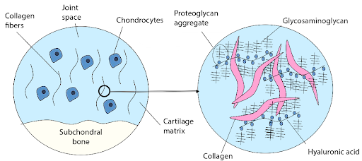 How is collagen sourced from animals?