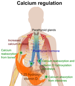 How is excess calcium removed from the body?