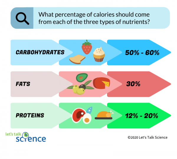 How is food broken down into calories?