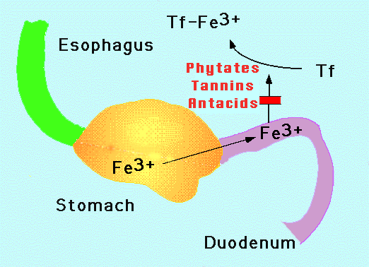 How is iron absorbed in the human body?