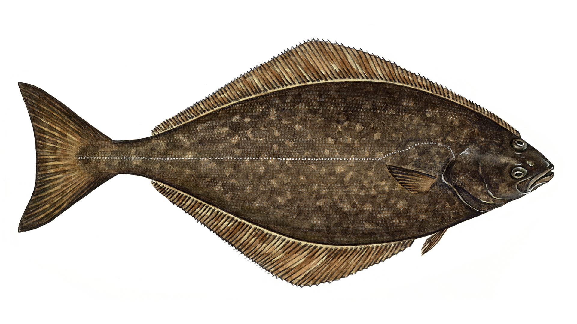 How is Pacific halibut managed as a sustainable resource?