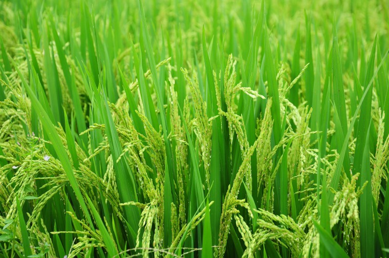 How is rice grown in Cambodia?