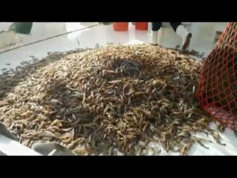 How is shrimp stored on a boat?
