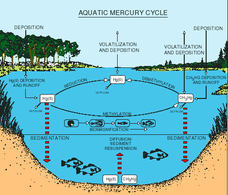 How is the element mercury formed?