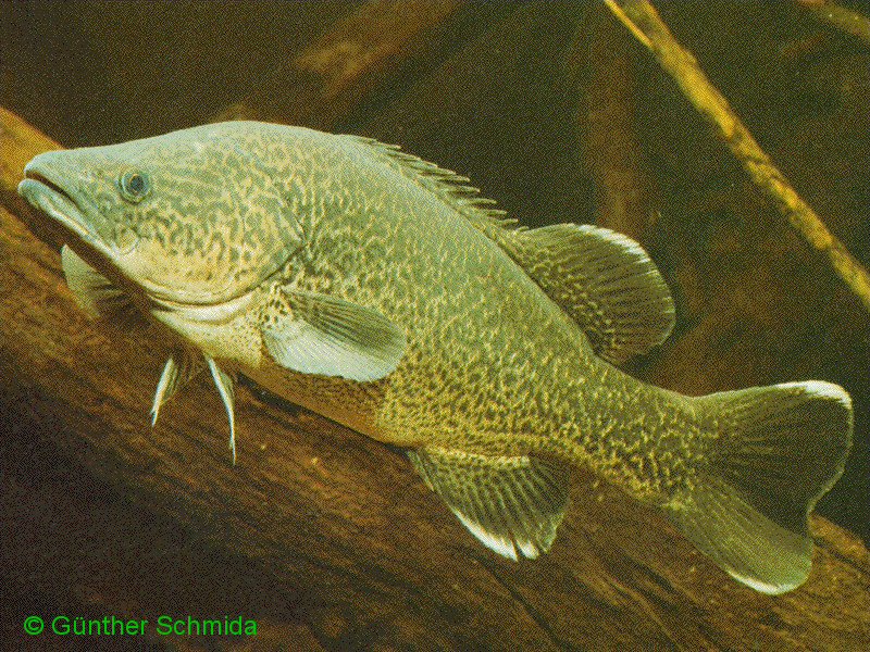 How is the Murray cod significant to other groups?