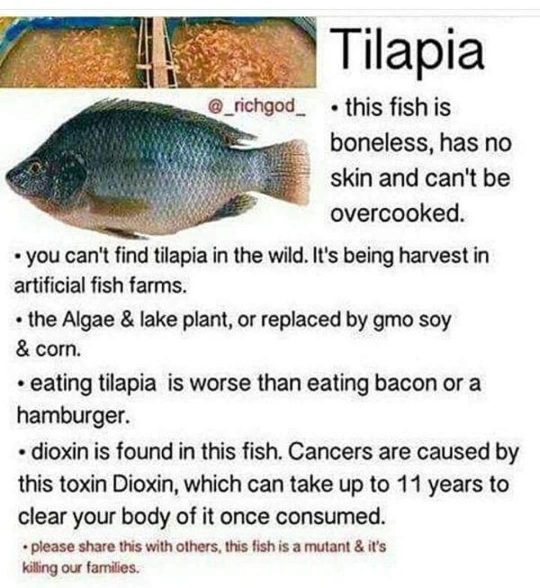 How is tilapia a man made fish?