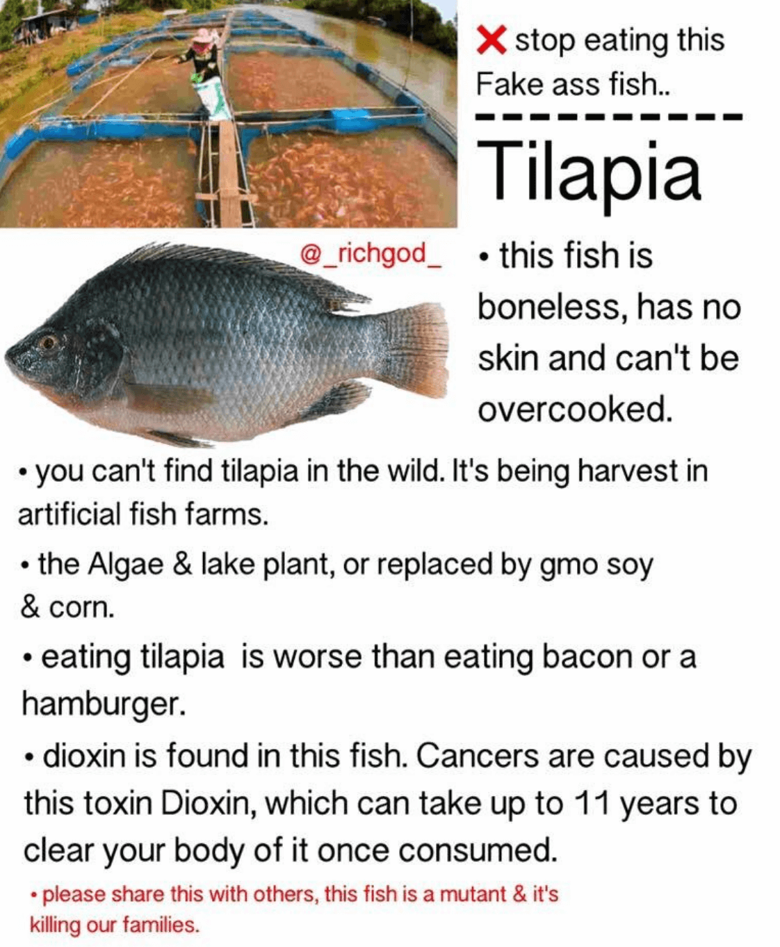 How is tilapia genetically modified?