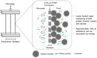 How is whey protein separated from milk?