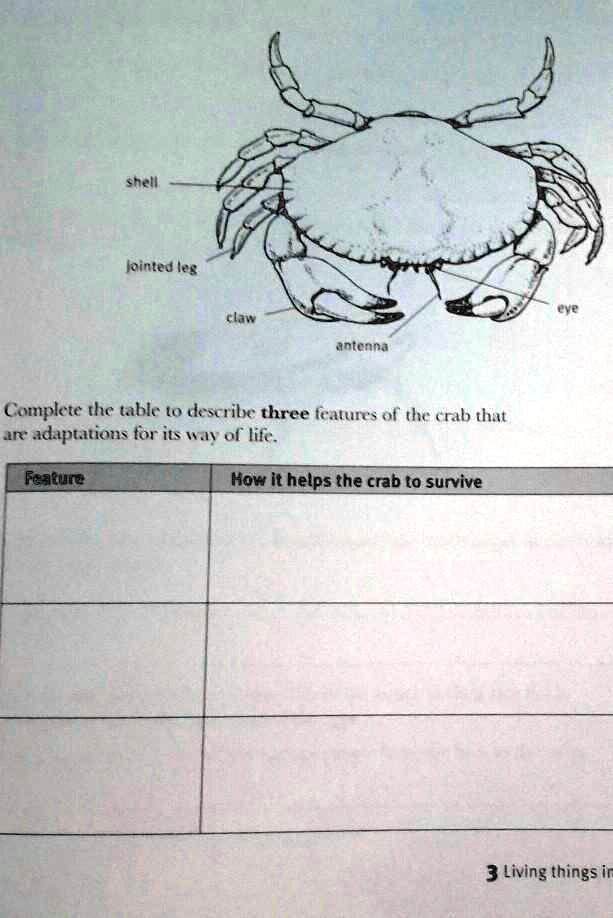How it helps the crab to survive?