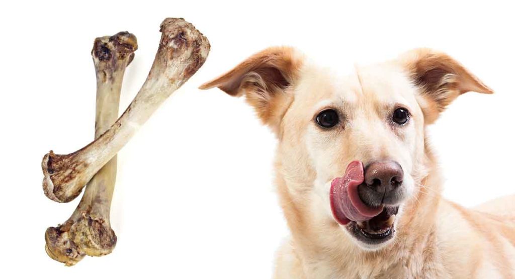 How long after eating a chicken bone will a dog get sick?