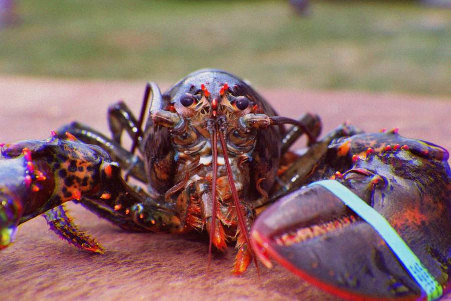 How long are lobsters fertile?