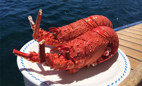 How long boil crayfish Australia?