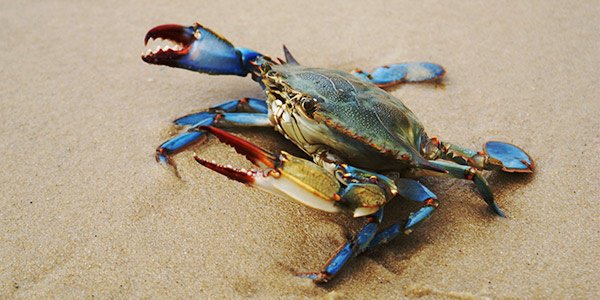How long can a blue crab live out of water?