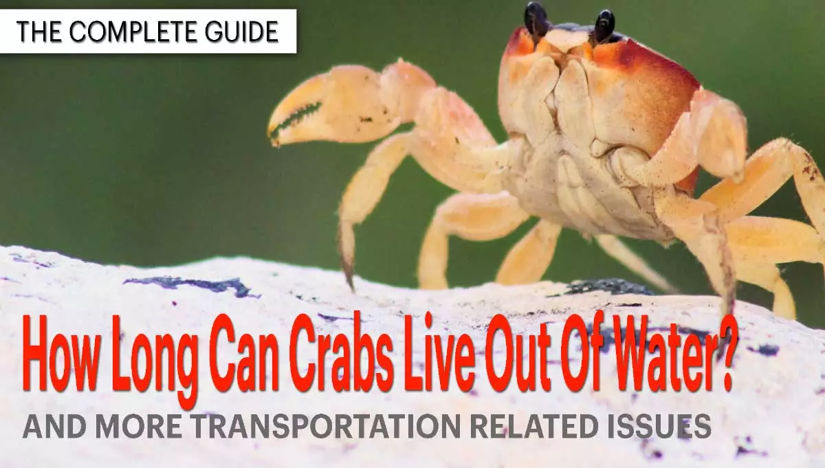 How long can a crab be out of the water?