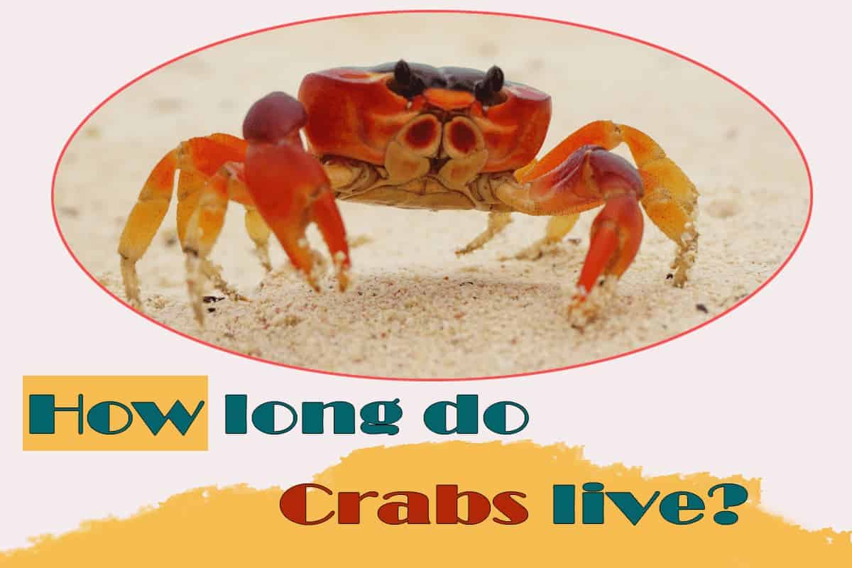 How long can a crab live in a tank?