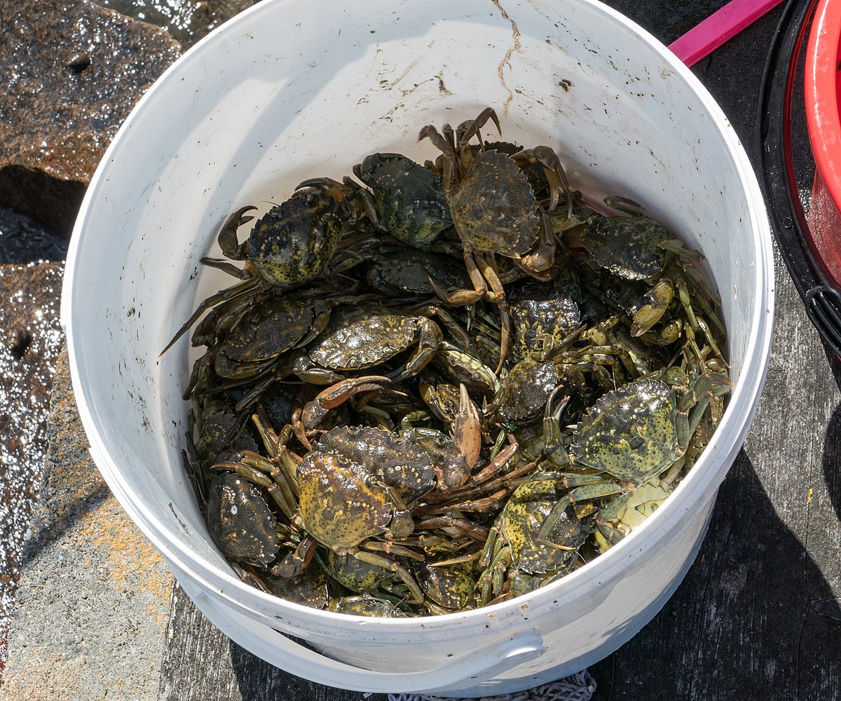 How long can a crab survive in a bucket?