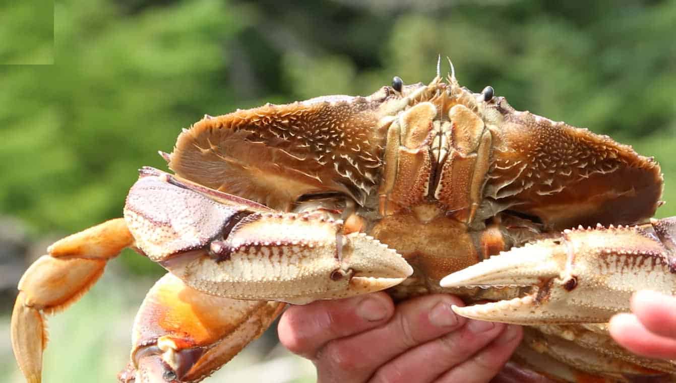 How long can a Dungeness crab stay alive out of water?