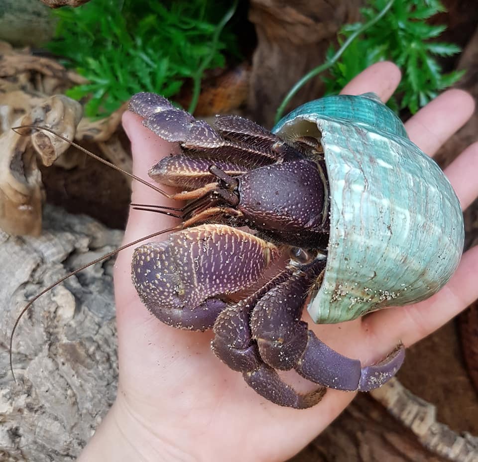 How long can a hermit crab go without air?