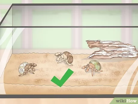 How long can a hermit crab live in captivity?